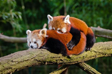 Advanced Pandas Dataframe Techniques Innovative Data Science And Ai