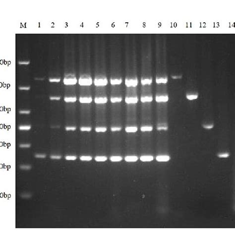 Figure E Multiplex Rt Pcr Primers Optimization A Is The