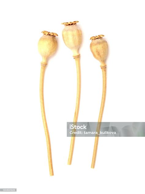 그란 카나리아의 식물 흰색 배경에 고립 된 양귀비 씨앗 캡슐의 다양한 종류 0명에 대한 스톡 사진 및 기타 이미지 0명 개양귀비 건조한 Istock