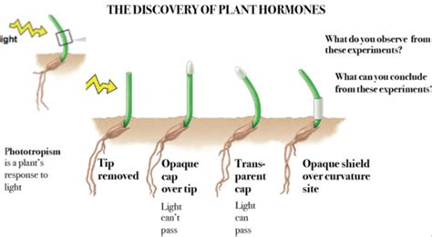 Biol 1002 Unit 2 Lec 15 Plants Respond To Their Environment Flashcards Quizlet