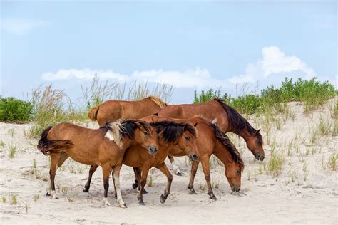 15 Best East Coast Beaches For Families Beach