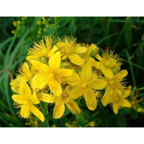Hypericum Seeds 4000 Hypericum Seedsstjohns Worthypericu Inspire