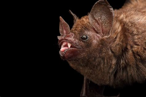 Sebas Short Tailed Fruit Bat Batty