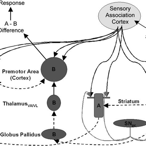Schematic Illustrating The Subcortical Pathways Enable Expertise Download Scientific Diagram