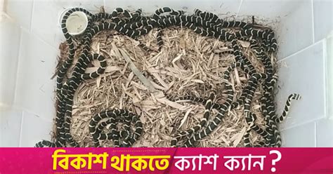 25 King Cobra Hatchlings Born Through Artificial Incubation For First Time In Bangladesh The