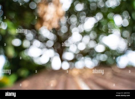 Blur Image And Bokeh From Tree In Daylight Stock Photo Alamy