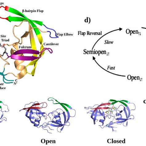 Structure Of Hiv Protease A Functionally Relevant Regions Are Shown