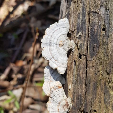 갈색꽃구름버섯