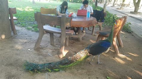 프놈펜 한달살기 104 수컷 공작 근접 관찰 자유롭게 밖에 돌아다님 실크 아일랜드 커뮤니티 02 입장료 1달러 해외 혼행 3275일 째 인도차이나 반도 75일