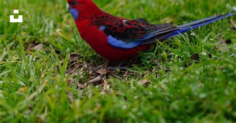 풀밭에 서 있는 두 마리의 빨간색과 파란색 새 사진 Unsplash의 무료 야외 이미지