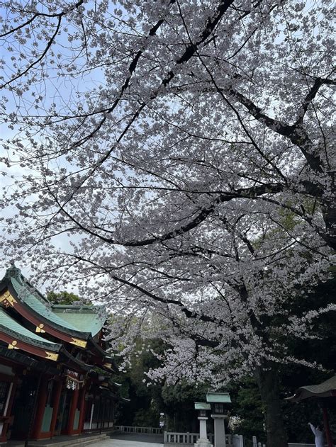 日枝神社 東京都溜池山王駅 の投稿 7回目 御礼参りに 桜がきれい ホトカミ