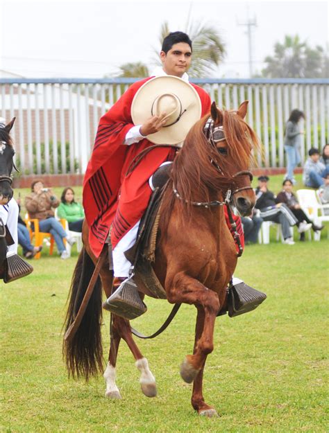 Dpaso Caballo Peruano De Paso Mamacona Lima ¿que Significa Ser Chalán