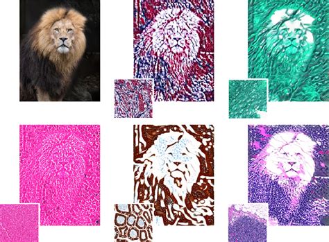 Pdf Gram Barcodes For Histopathology Tissue Texture Retrieval Semantic Scholar