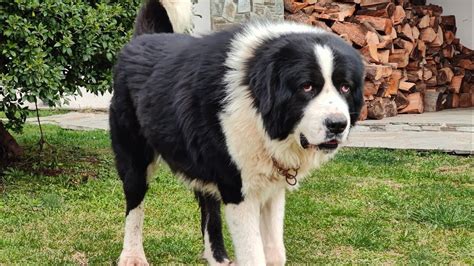 Ελληνικός ποιμενικός συμπεριφορά με τα μικρά παιδιά Youtube