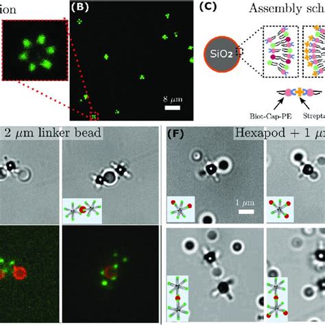 Hexapod Colloid Assemblies With Silica Beads A Schematics For The