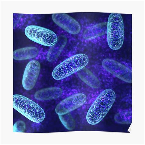 Mitochondria Poster For Sale By Cancerevolution Redbubble