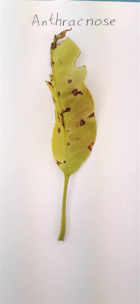 Daun Harumanis Object Detection Dataset And Pre Trained Model By Bissmillah Belajar