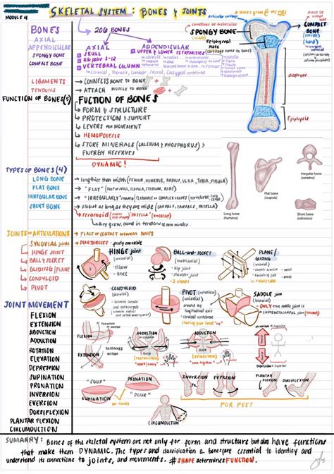 Anatomy Notes Tissues Artofit