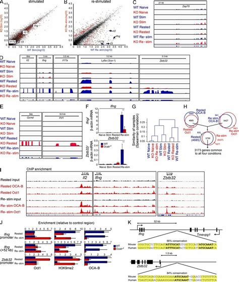 Oca B Coordinates The Expression Of Multiple Direct Target Genes In