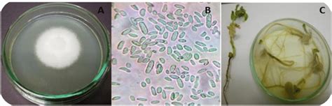Colony Morphology And Pathogenicity Assay Of Fusarium Oxysporum F Sp