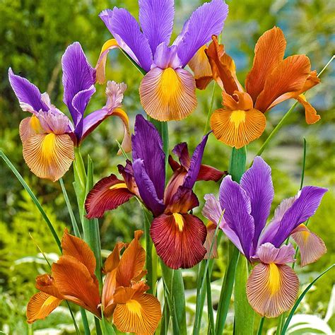 Bulbi Si Rizomi Tagged Orhidee Gradina Floraria Secret Garden Sg