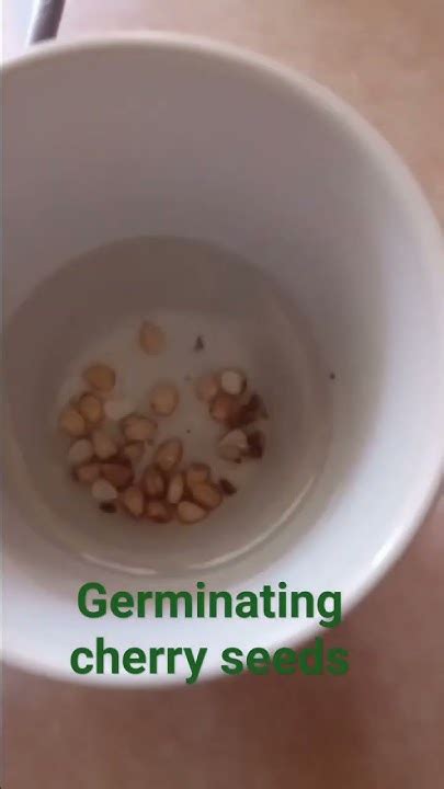 Cherry Seed Germination Youtube