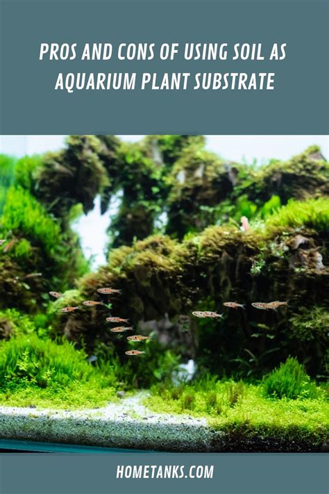 Pros And Cons Of Using Soil As Aquarium Plant Substrate Planted