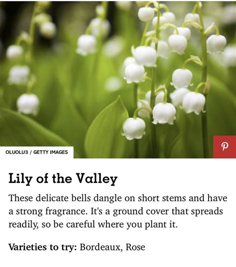 25 Best Shade Perennials Perennial Flowers For Shade Shade