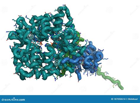 Amp Activated Protein Kinase Ampk Fragment With Amp Bound Ampk