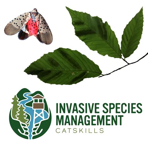 Beech Leaf Disease And Spotted Lantern Fly Webinar Catskills Visitor Center Catskills