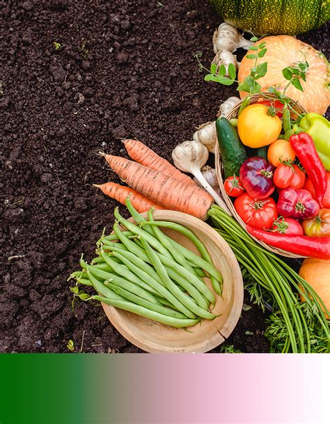 El Huerto Ecológico Y Los Ods Beneficios Ambientales Y Sociales De Un Huerto Ecológico