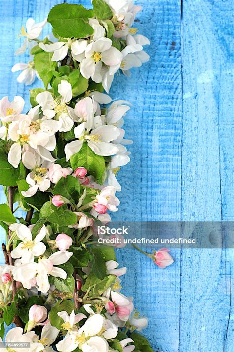 추상 꽃꽂이 햇볕이 잘 드는 배경 배너 텍스트 꽃 휴일 카드 여름 인사말 개념 선택적 초점을위한 공간이있는 정물 아름 다운 봄 꽃이 만발한 사과 나무 가지 0명에 대한 스톡