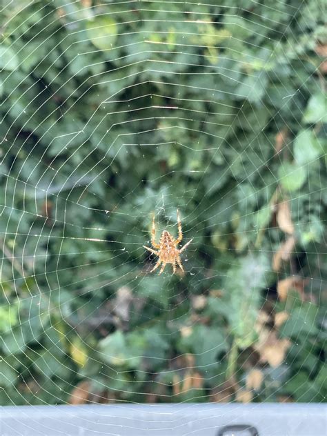 Whos This Pretty Spider I Saw Earlier Today Thought Orb Weaver Of