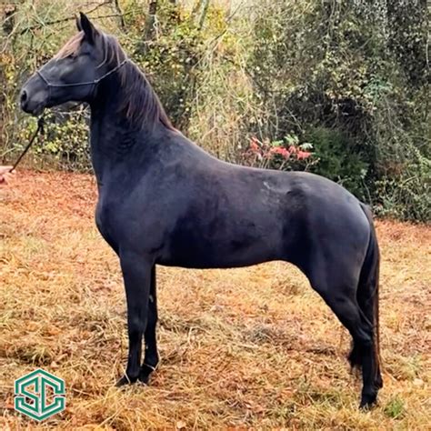 63 La Senorita 20513123 This Former Show Mare Is A Daughter Of The