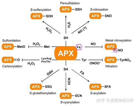 Redox Biol 综述︱湖北大学李圣纯团队评述植物抗坏血酸过氧化物酶的研究进展 知乎