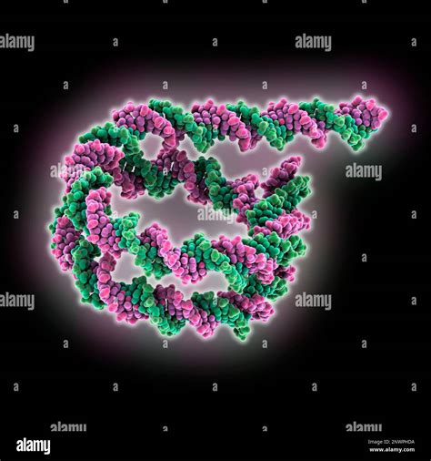DNA From Palindromic Nucleosome Illustration Stock Photo Alamy