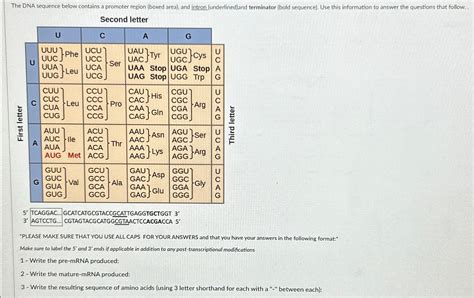 Solved The Dna Sequence Below Contains A Promoter Region