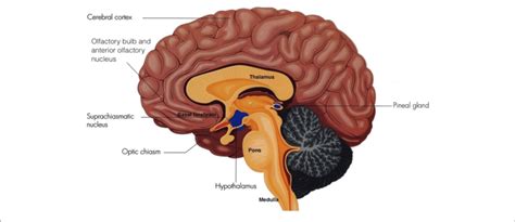 The Suprachiasmatic Nucleus Adapted And Published Under The Creative Download Scientific