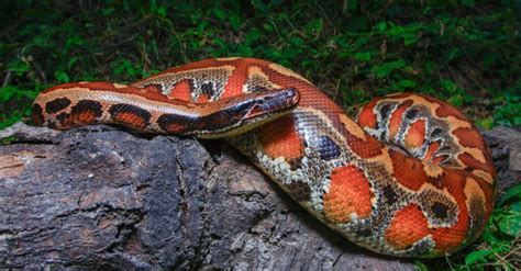 Blood Python Imp World