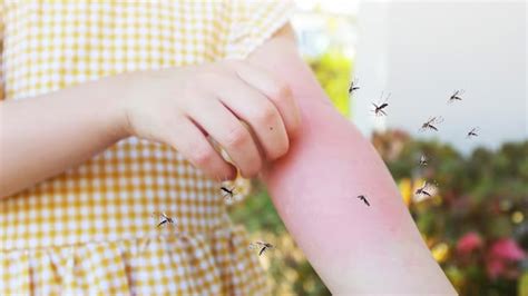 Effects Of Dengue On Different Age Groups Onlymyhealth