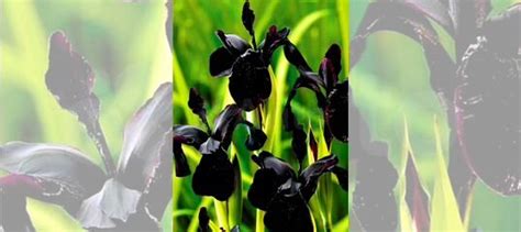Ирис "Black Form" (Чёрная форма) купить в Ржеве | Товары для дома и ...