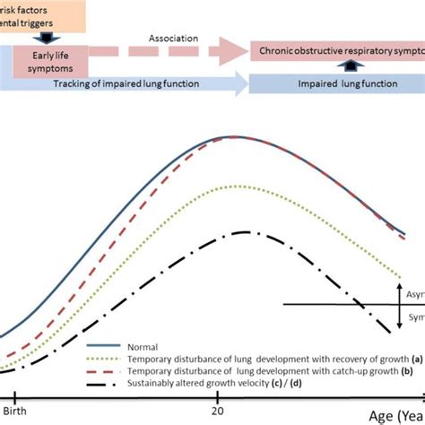 Schematic Model Of Lung Function Trajectories Throughout Life