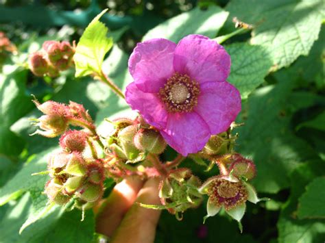 Purple Raspberry Growing Raspberries In The Home Garden