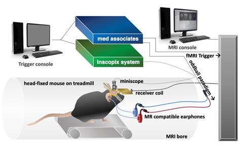 Concurrent High Resolution Calcium Imaging And Fmri Reveal Intra