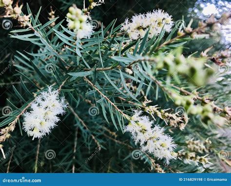 Nome Botânico De Cajeput Tree é Melaleuca Linarriifolia Foto De Stock