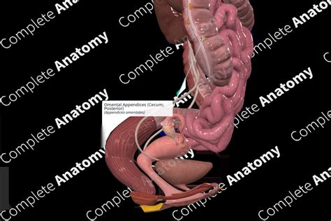 Omental Appendices Cecum Posterior Complete Anatomy