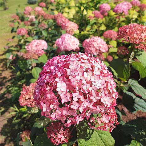Hydrangea arb. Candybelle® Bubblegum|Hortenzija.lv