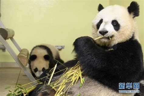 「我們為它們而活著」——探訪法國博瓦勒動物園大熊貓飼養員團隊 每日頭條
