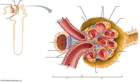 Juxtaglomerular Complex Diagram Quizlet