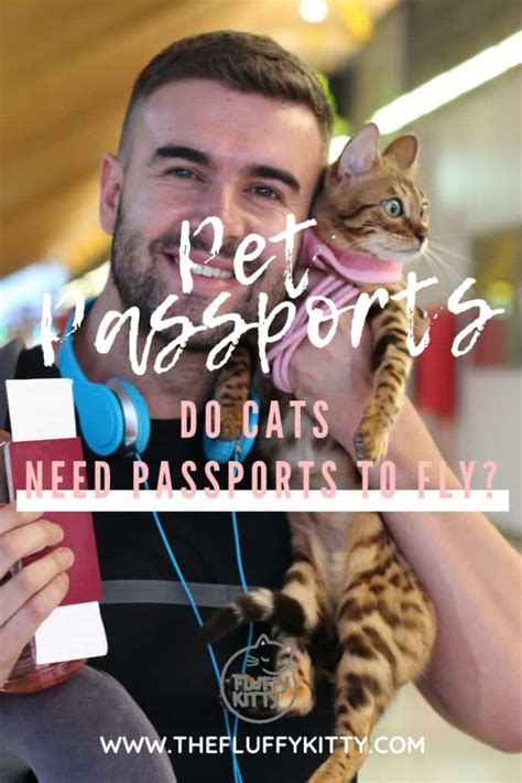 What Is A Pet Passport And Does Your Cat Need One The Fluffy Kitty
